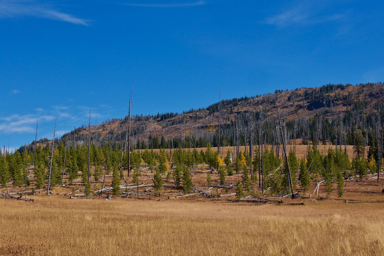 Don't Poison Buffalo Creek in the Absaroka-Beartooth Wilderness
