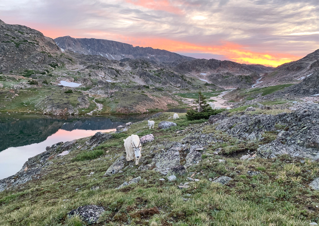 Urge the Forest Service to protect the Absaroka-Beartooth Wilderness ...