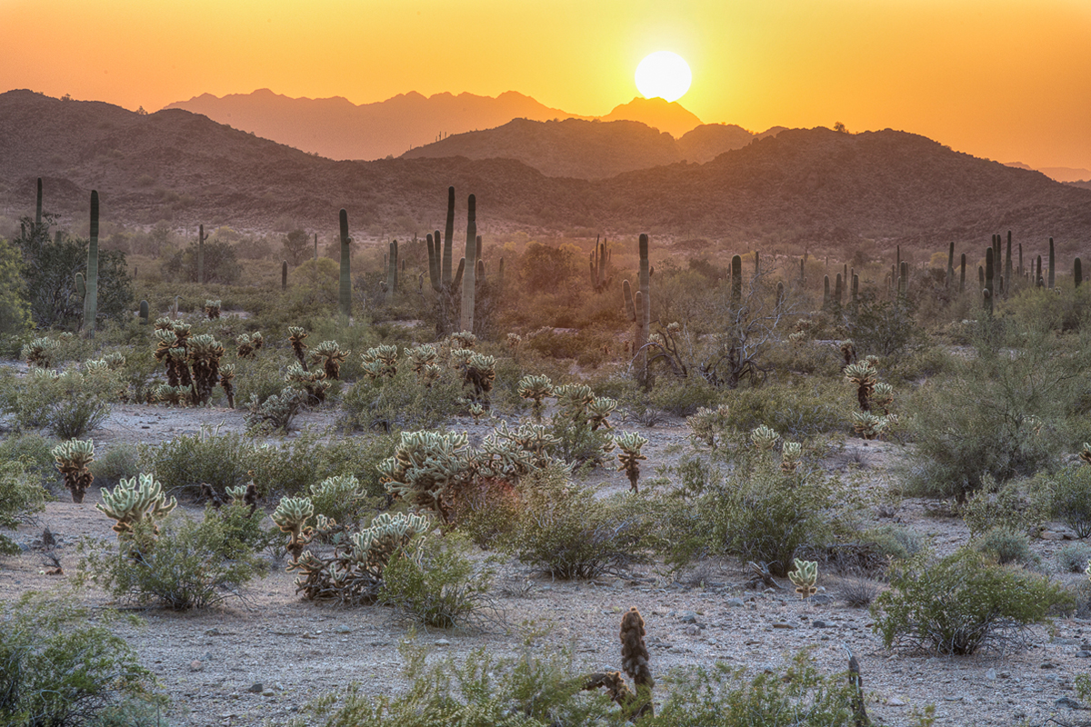 Sonoran Desert National Monument Livestock Grazing Draft RMP/EA