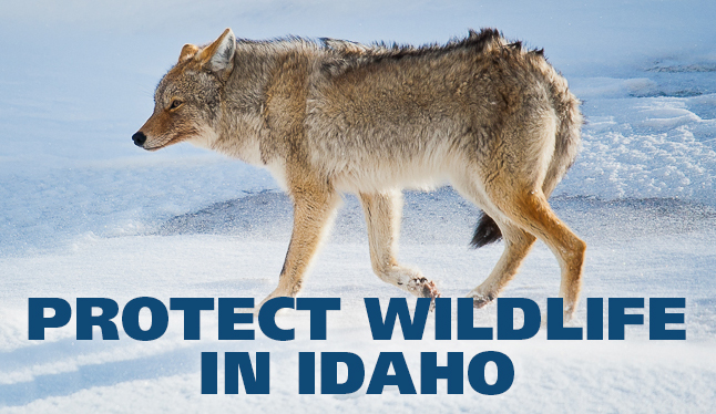 Stop government killing of native predators in Wilderness