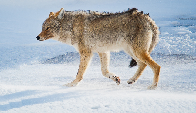 Stop government killing of native predators in Wilderness