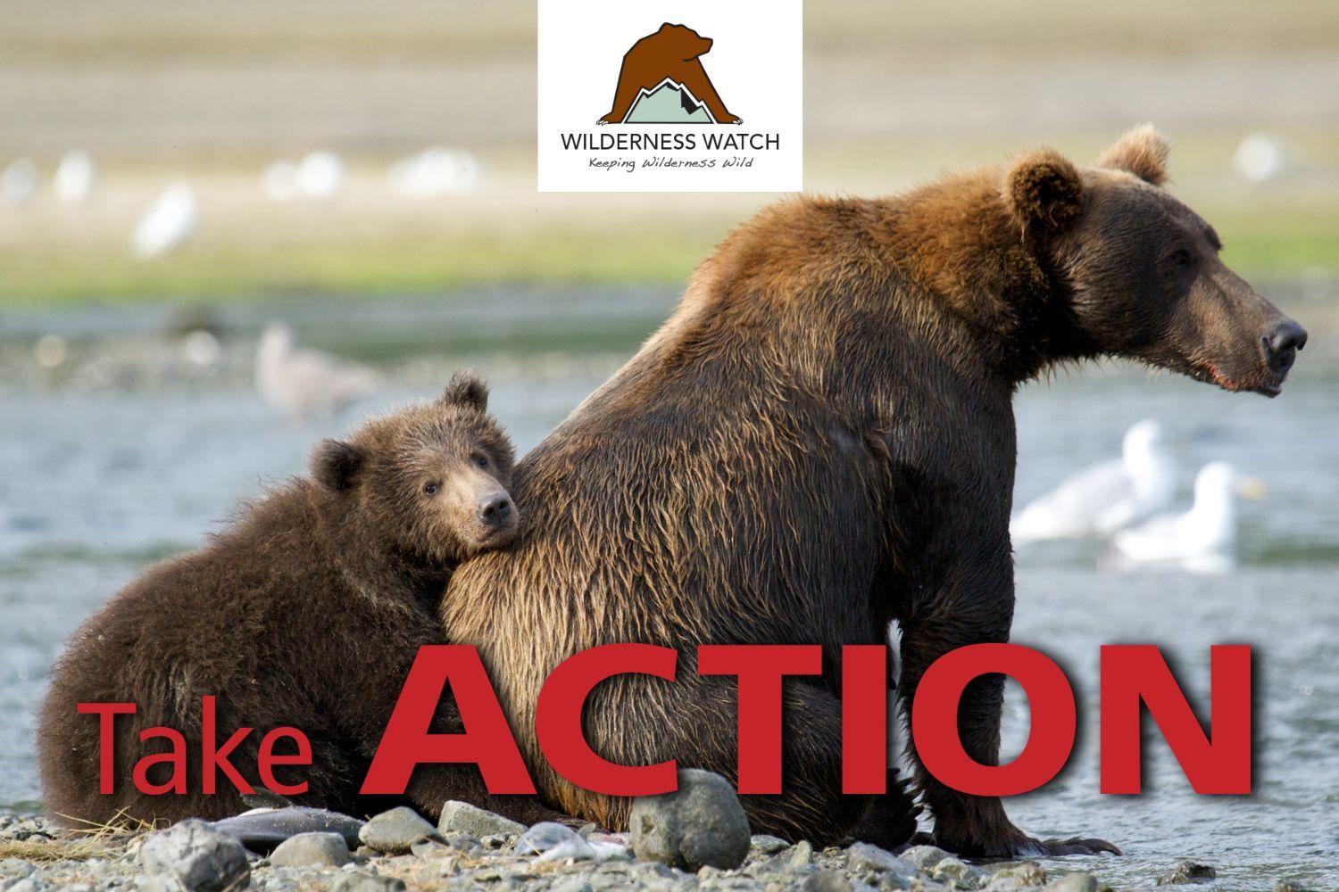 Help protect predators on National Preserves in Alaska