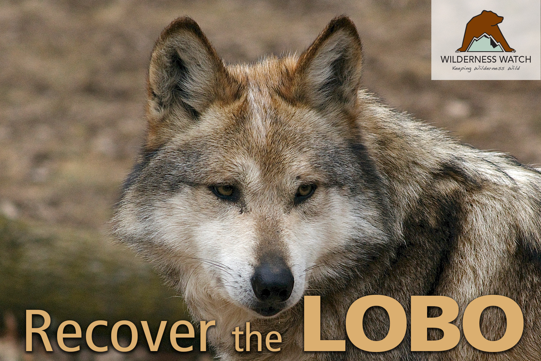 Recover the Mexican Gray Wolf!