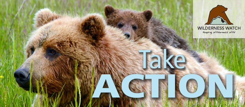 heads up wilderness watchers bears wolves wolverines and coyotes living ...