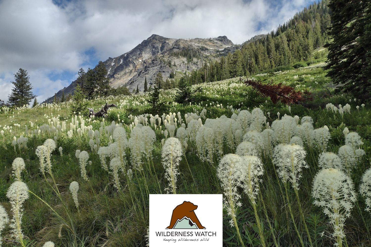 Wilderness Experienced—Bear Grass, Ursa Major, and Going Home