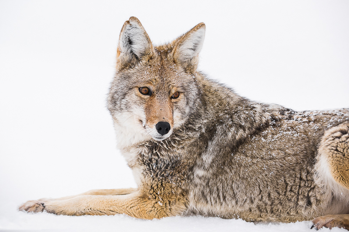 Defending Wilderness and wildlife in Nevada