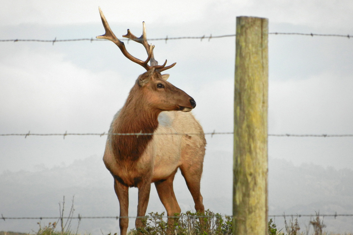 Protect the Philip Burton Wilderness and rare Tule elk