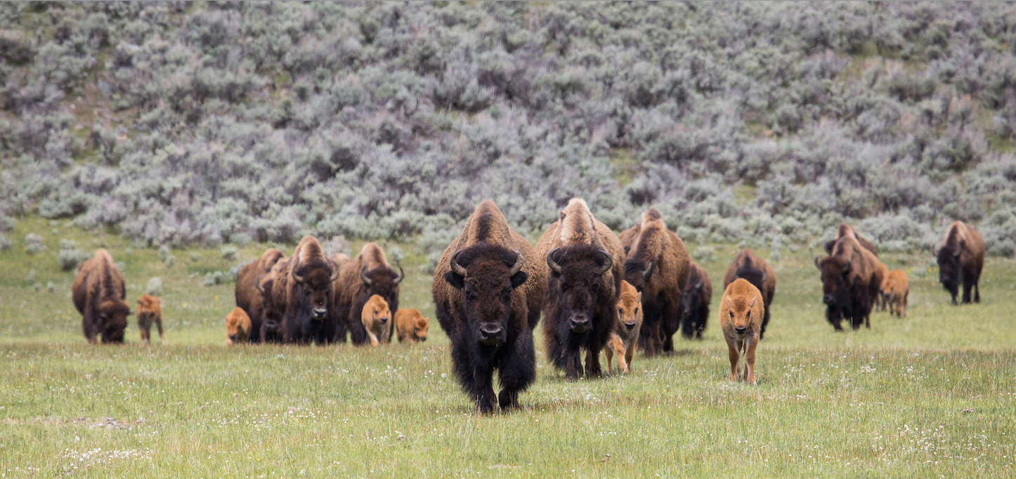 Let Yellowstone Buffalo Roam!